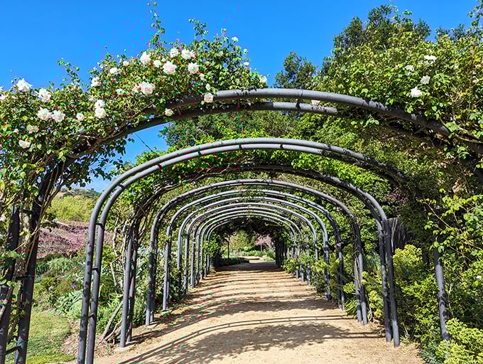This rose-covered archway creates a natural tunnel that makes you feel like you've wandered into a fairytale sequel.
