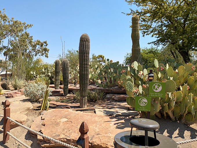 The botanical equivalent of a buffet menu! Towering saguaros and plump prickly pears create a prickly paradise where "don't touch" is implied.