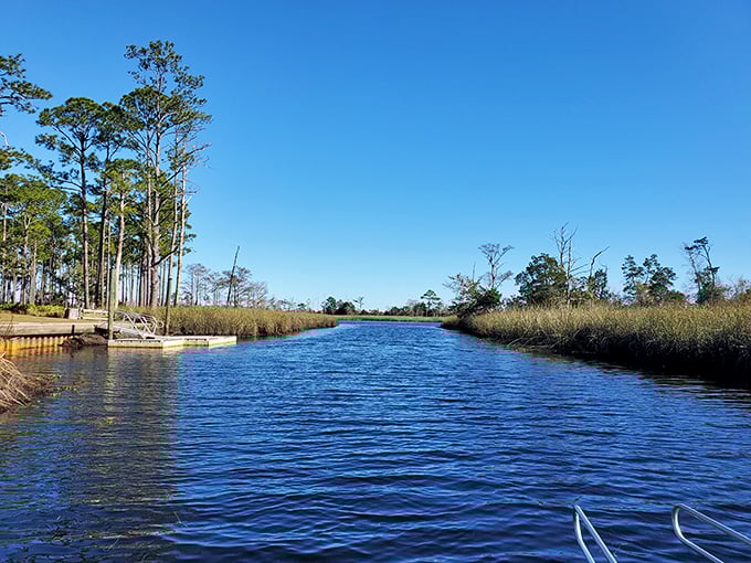 The Ochlockonee River glides through the landscape like nature's own lazy river, minus the chlorine and overpriced snack bars.