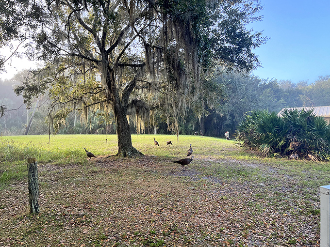 Wild turkeys patrol beneath Spanish moss, like feathered security guards making their rounds in nature's five-star resort.