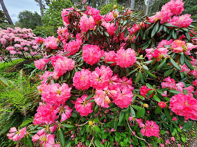 Those rhododendrons are showing off like they're auditioning for a Technicolor movie from the '50s.