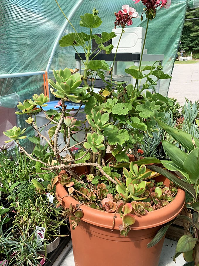 Nature's tiny sculptures find new homes in terracotta. These succulents don't just survive neglect&mdash;they practically thrive on your forgetfulness!