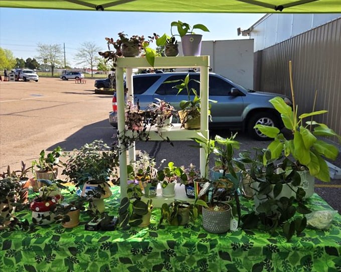 Someone's green thumb exploded here, creating a botanical wonderland where succulents and tomatoes peacefully coexist under one lime-green canopy.