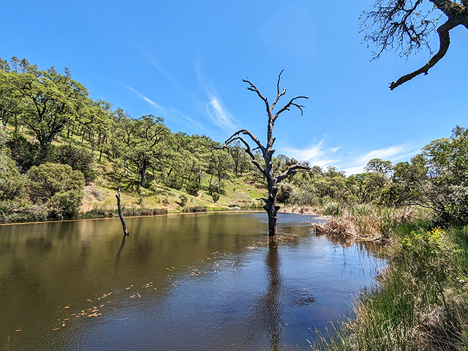 Trees standing sentinel in still waters, creating a mirror image that would make Narcissus jealous. Nature's perfect reflection pool.