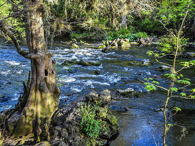 Nature's own roller coaster &ndash; these Class II rapids prove Florida isn't just flat beaches and theme parks after all.