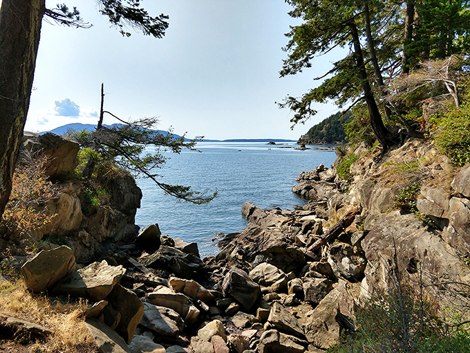 Nature's perfect frame: ancient rocks and resilient trees create a window to the Salish Sea, where time seems to stand perfectly still.