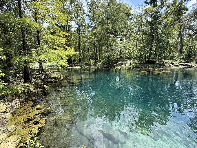 Where the water's so clear you'll wonder if it's actually there. This natural spring offers a window into Florida's hidden aquatic universe.