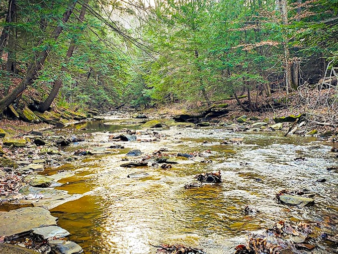 Nature's original meditation app: a babbling stream cutting through ancient forest. No subscription required, just comfortable shoes.