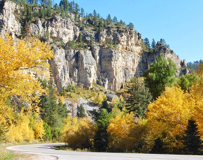 Spearfish Canyon's limestone walls and golden aspens create nature's perfect cathedral, no admission fee required.