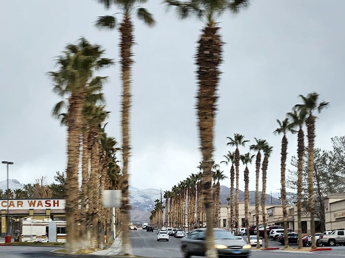 Palm trees create nature's colonnade along Pahrump's main drag. Like sentinels from another climate, they've adapted to desert life just like the locals.