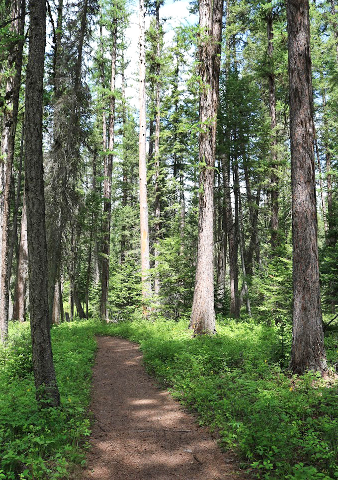 Nature's cathedral where sunlight filters through towering pines. This trail practically whispers, "Put the phone away and just breathe for a minute."