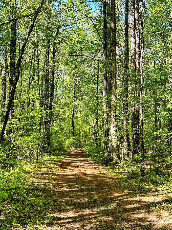 Nature's cathedral where sunlight filters through leafy stained glass. This trail whispers promises of adventure with every step on its dappled path.