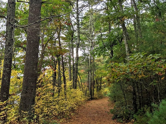 Nature's hallway beckons with a carpet of autumn hues. This trail practically whispers, "Follow me to somewhere magical" with every step.