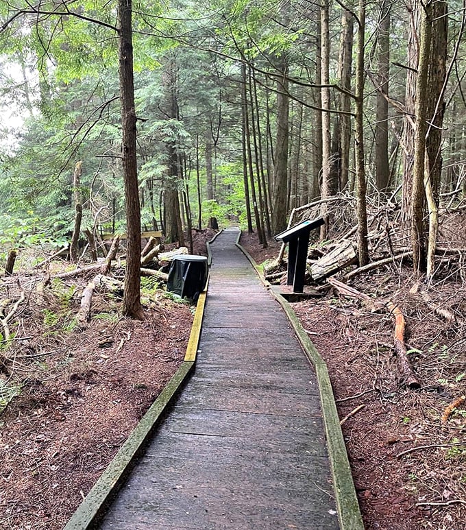 Follow the wooden path into a forest straight out of a fairy tale. These boardwalks make the wilderness accessible while preserving its wild heart.