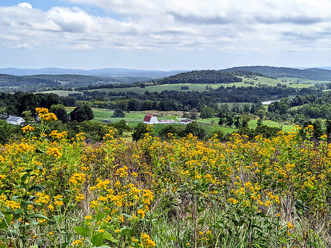These wildflowers throw a party that makes Times Square on New Year's Eve look understated and poorly attended.