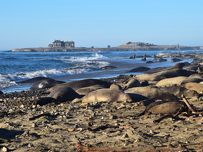 Nature's ultimate reality show: massive elephant seals lounging on the beach like prehistoric sunbathers who've never heard of SPF.
