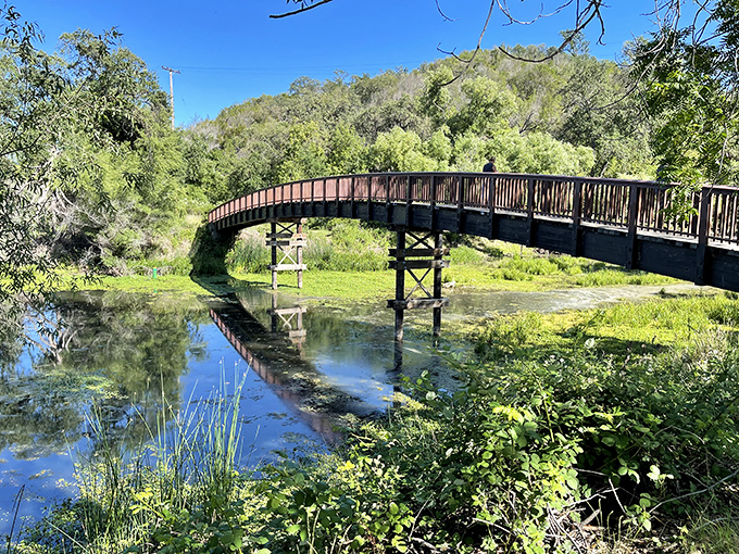 This curved wooden bridge isn't just crossing water &ndash; it's inviting you into a postcard moment where reflections double the beauty.