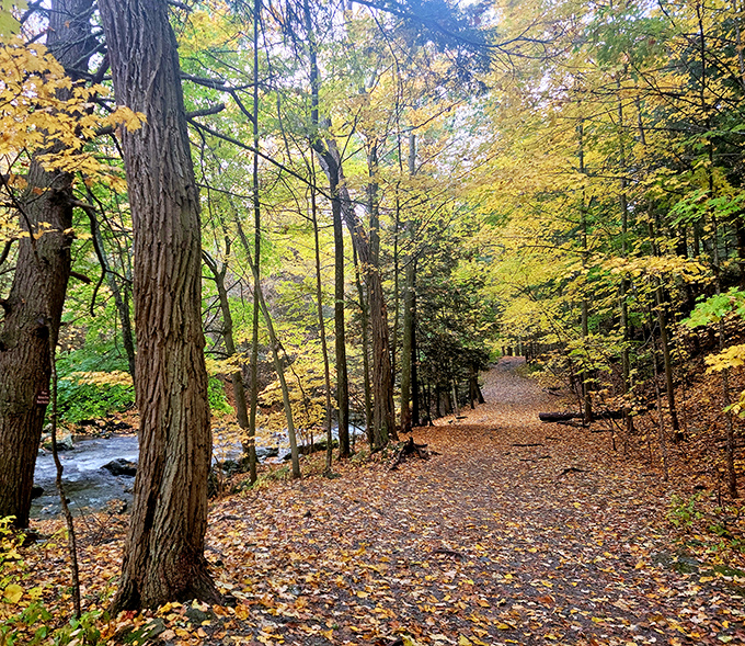 Fall's golden paintbrush transforms this woodland path. Walking here feels like stepping into a Robert Frost poem.