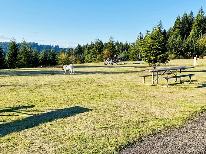 Dog heaven found! This four-legged explorer leads the way through L.L. Stub Stewart's sun-dappled meadows.