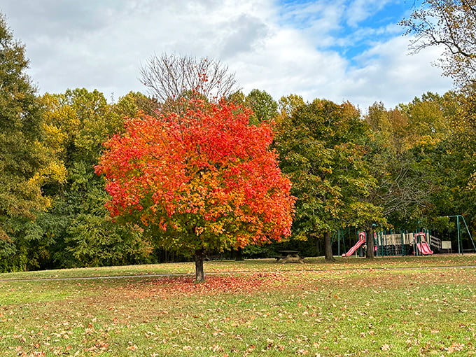 That fiery maple tree is autumn's exclamation point against Lums Pond's green canvas. Nature showing off again!