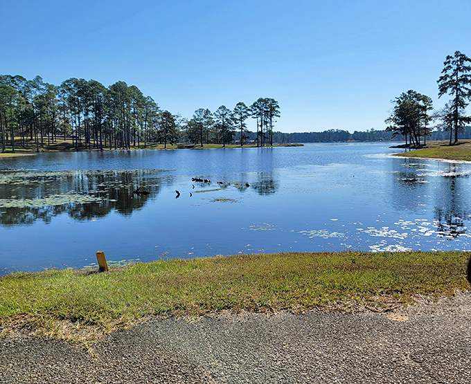 Paul B Johnson State Park: Sunlight dancing across Geiger Lake's surface&mdash;where Mississippi pines create a cathedral ceiling over nature's perfect swimming hole.
