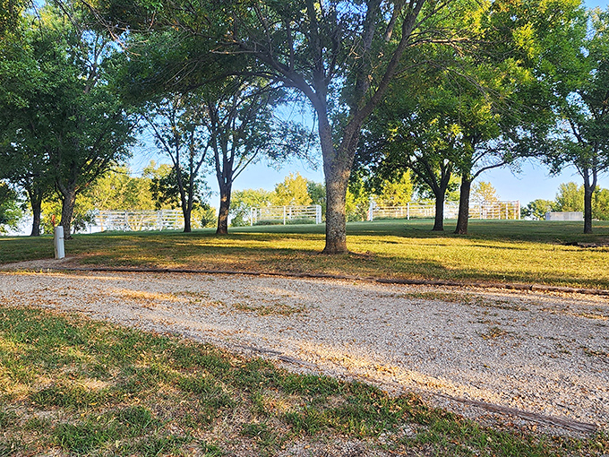 Golden hour magic at Eisenhower. When the sun hits those trees just right, even a simple park road becomes a postcard moment.