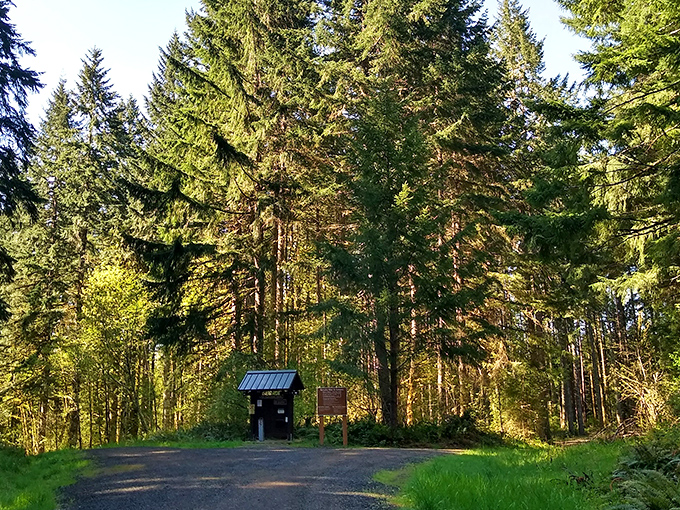 Forest bathing, Oregon-style. Sunlight filters through ancient trees, creating nature's own cathedral ceiling at Stub Stewart.