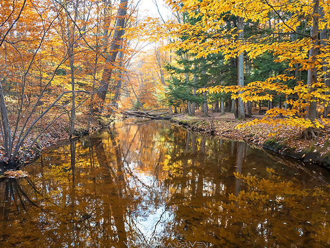 Nature's cathedral awaits at P.J. Hoffmaster, where towering trees frame a breathtaking view of Lake Michigan's endless blue horizon.