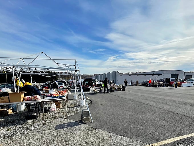 Morning light bathes the market grounds where early birds circle like friendly vultures, ready to swoop on unexpected finds.