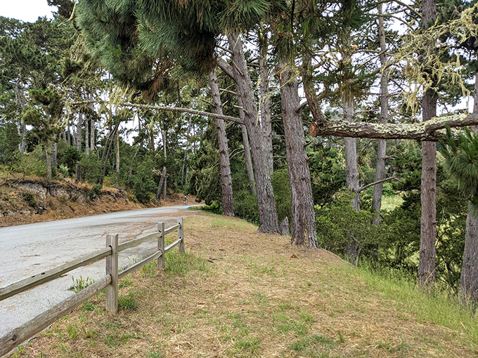 The road less traveled, but absolutely should be. This winding stretch invites you to slow down and savor every pine-scented moment.