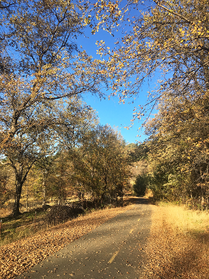 Nature's gold rush happens every fall in Camino, where these country roads transform into tunnels of amber and gold.
