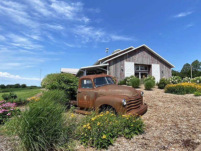Bailey's Run Vineyard welcomes visitors with rustic charm and a vintage truck that's found its forever home among wildflowers and Wisconsin sunshine.