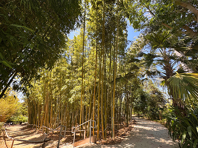 The bamboo forest whispers ancient secrets as sunlight filters through towering stalks. Like stepping into a Crouching Tiger, Hidden Dragon set without the wire work.