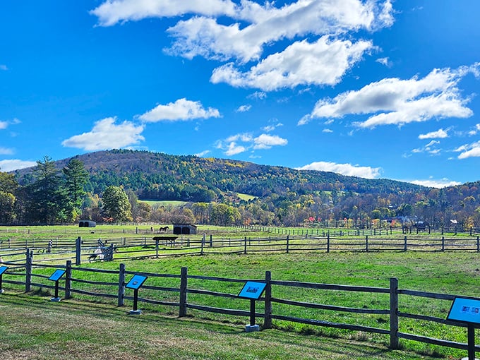 At Billings Farm & Museum, the cows have better real estate views than most Manhattan penthouses.