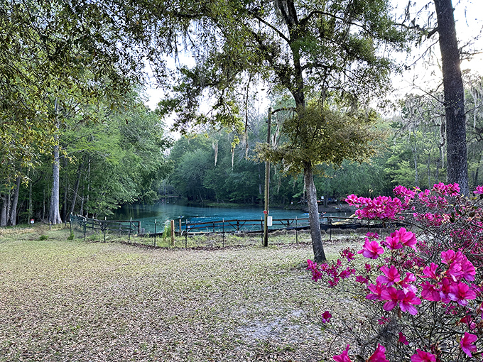 Who needs a Caribbean vacation when this azure oasis exists in your backyard? Pink azaleas frame the spring's jewel-toned waters like nature's own resort landscaping.