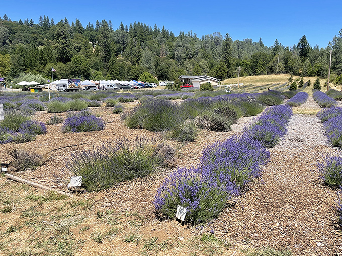Lavender fields at Bluestone Meadow Farm offer a fragrant escape and Instagram-worthy views that cost nothing but the time to appreciate them.