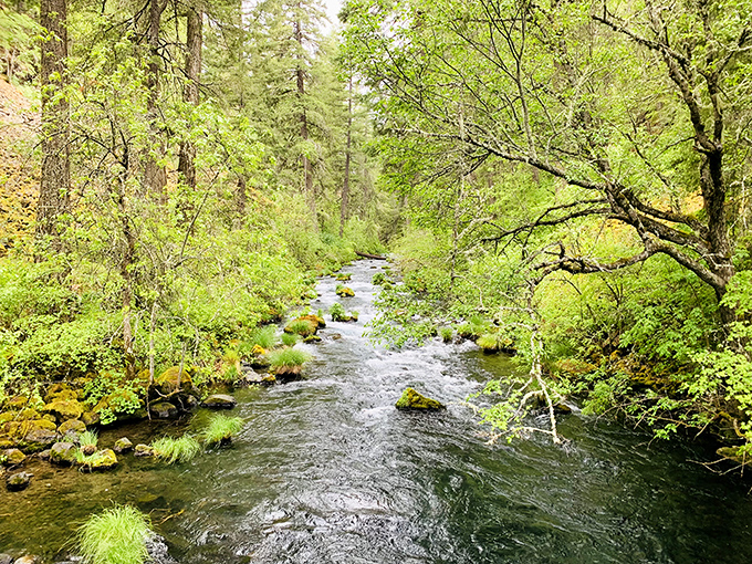 Burney Creek meanders through lush greenery, a peaceful counterpoint to the falls' dramatic plunge. The kind of stream that begs for a lazy afternoon of contemplation.