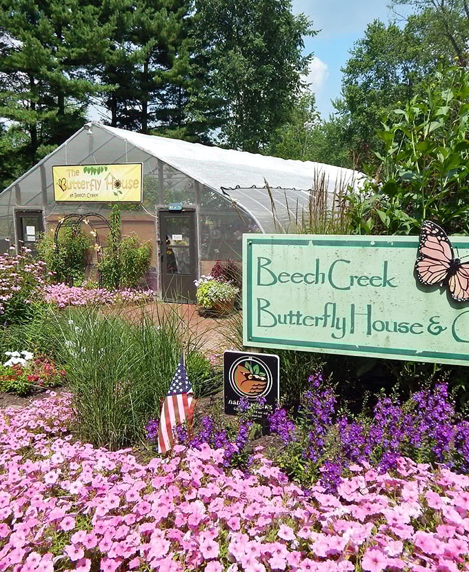 Butterfly paradise in full bloom! This greenhouse sanctuary isn't just growing wings&mdash;it's growing smiles on everyone who steps inside.