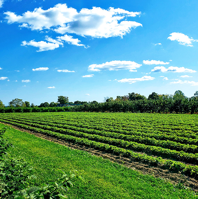 Fields of green under New Hampshire blue&mdash;farming isn't just in the town's name, it's in its soul. Nature's grocery store at its finest.