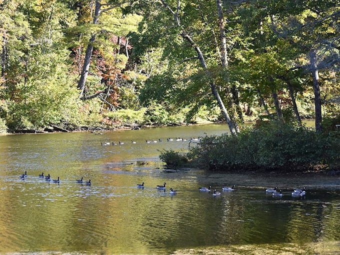 Watching ducks navigate Byrd Lake is better than any streaming service. Nature's reality show has no commercial breaks.
