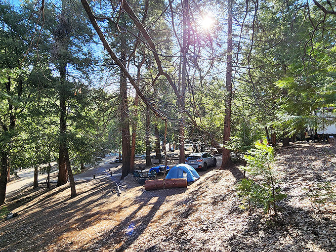 Camping beneath towering pines where dappled sunlight creates nature's own light show. City dwellers, this is what stars actually look like!