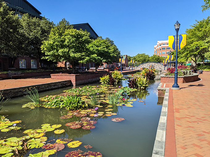 Carroll Creek transforms into an urban oasis where lily pads float like nature's own meditation cushions.