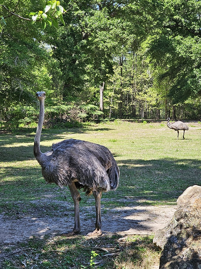 "Excuse me, do you have the time?" At Chehaw Park & Zoo, these ostriches might not be the most talkative neighbors, but they're certainly entertaining ones.