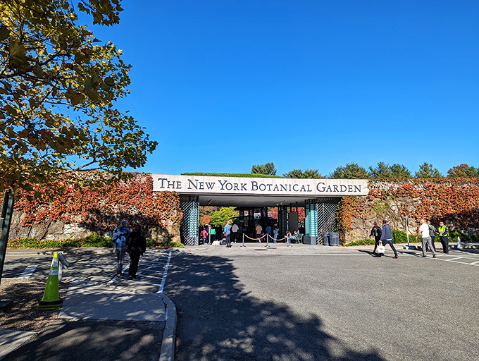 The entrance in autumn, when the ivy turns the color of a perfectly seared steak and visitors arrive with the enthusiasm of plant paparazzi.