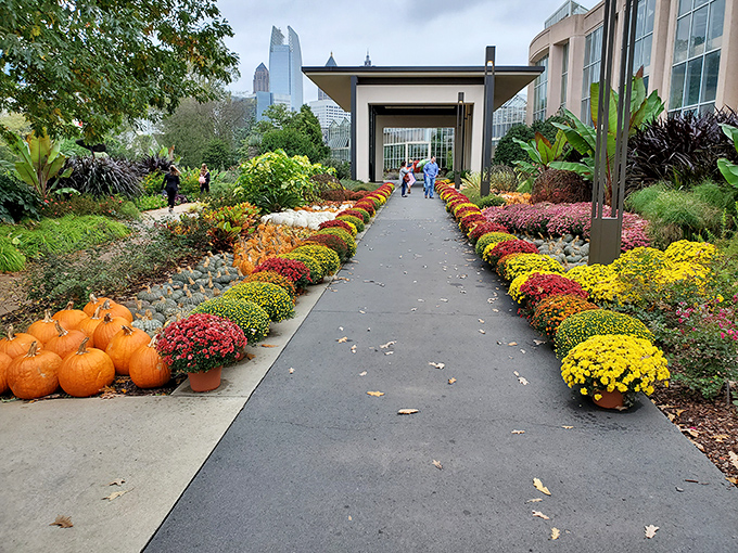 Fall's colorful runway show lines this pathway, with mums and pumpkins competing for who wore autumn best.