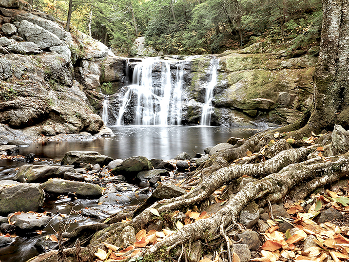 Mother Nature's architectural masterpiece &ndash; exposed tree roots grip the earth like fingers, while fallen leaves create nature's most perfect carpet.