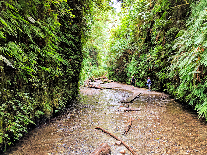 Fern Canyon's prehistoric corridor feels like stepping into Jurassic Park&mdash;because it literally was. Spielberg knew magic when he saw it.