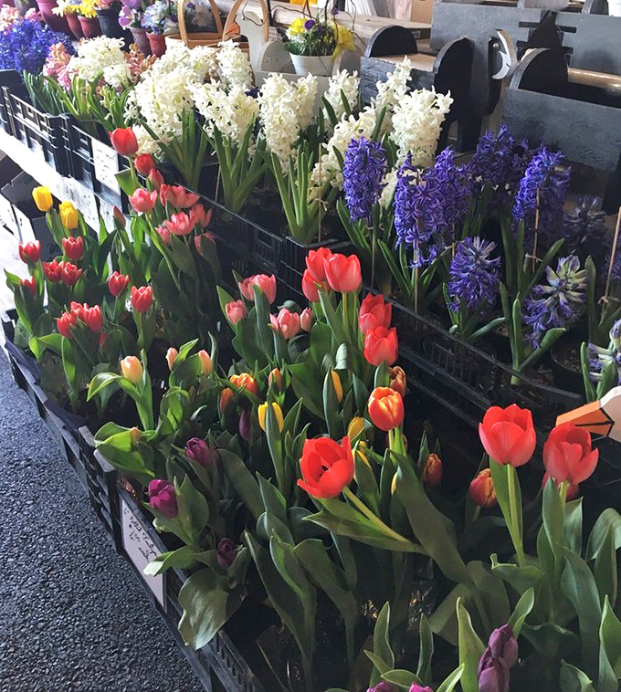 Nature's color palette on full display! These vibrant spring blooms transform the market into a garden paradise that would make even Martha Stewart swoon.