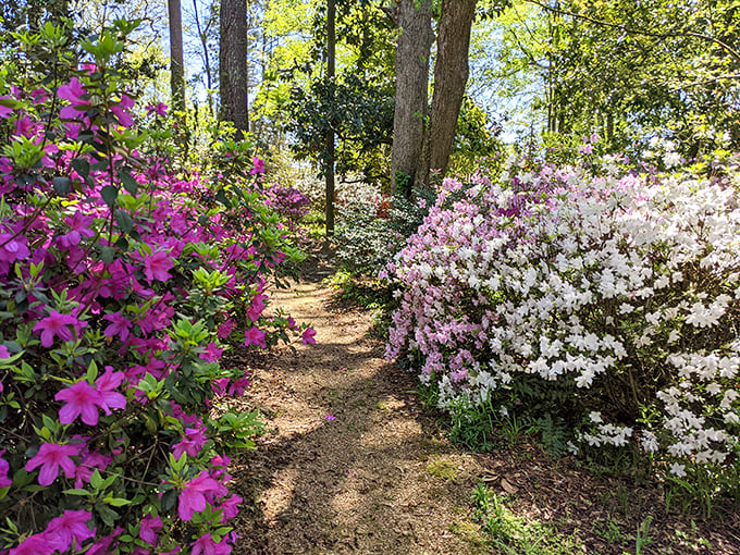 Nature's color war in full swing! Pink and white azaleas face off in a spectacular showdown that makes choosing sides delightfully impossible.