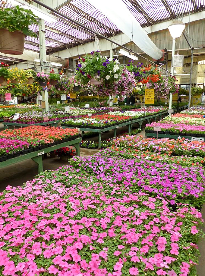 This flower greenhouse explosion could transform your brown thumb reputation into something worthy of garden club bragging rights.